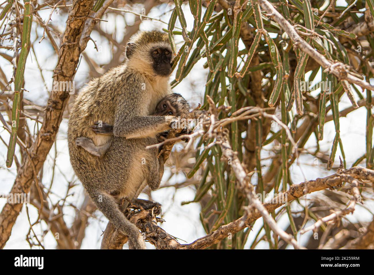 Monkey in the bush photographed during a touristic safari in the ...