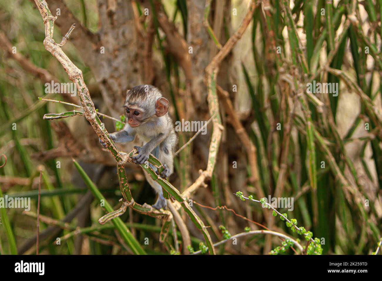 Monkey in the bush photographed during a touristic safari in the ...