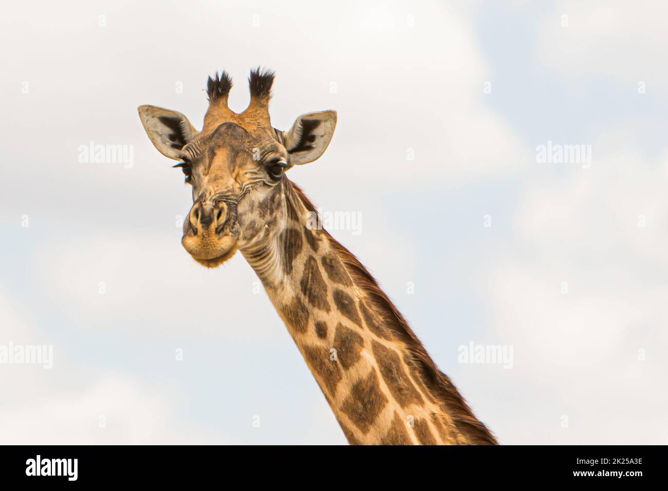 Serengeti wildebeest giraffe elephant hi-res stock photography and ...