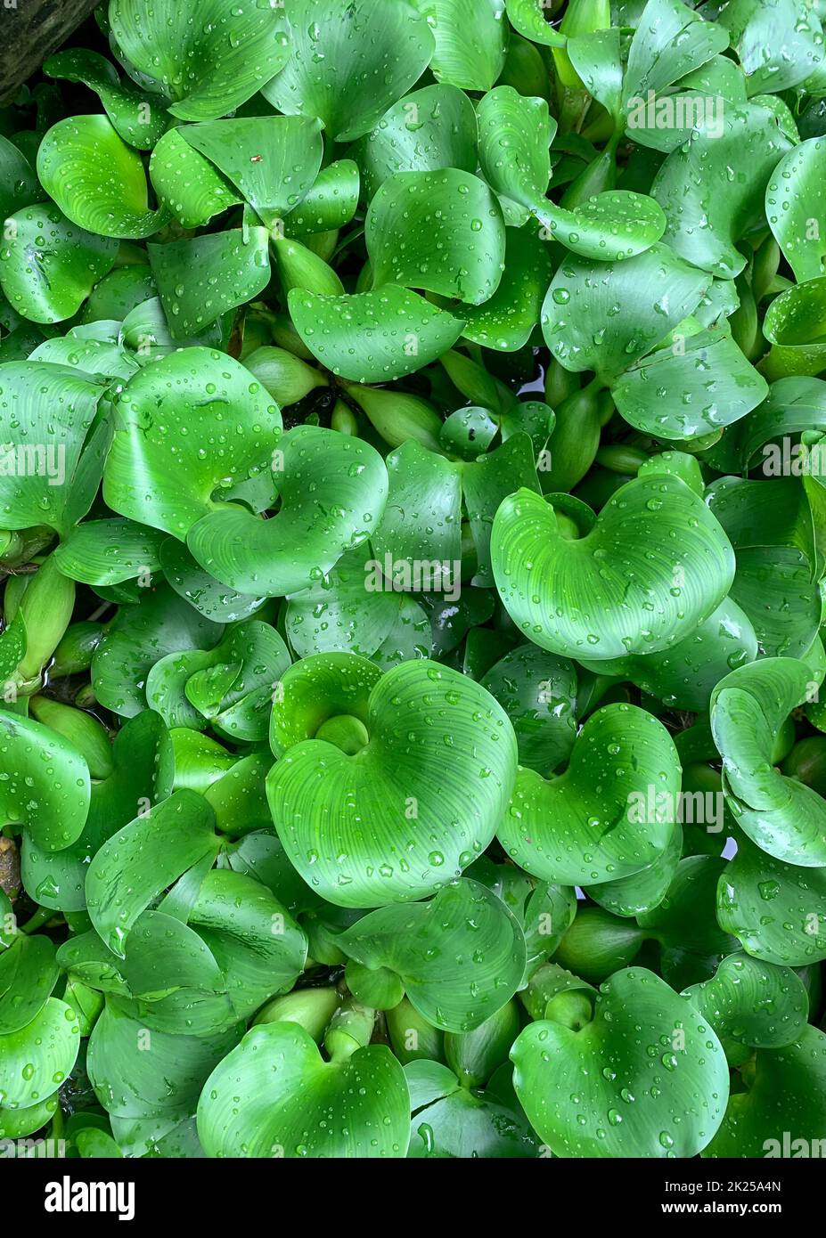 Beautiful water hyacinth leaf pattern, close up. Top view. Copy space ...