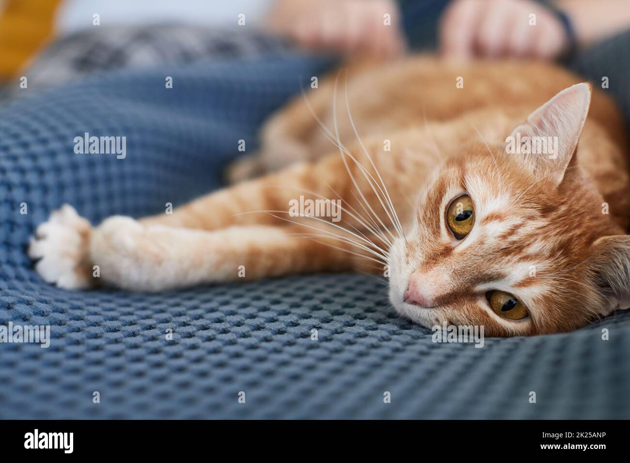 A beautiful young ginger cat that is stroked by the owner on the bed ...