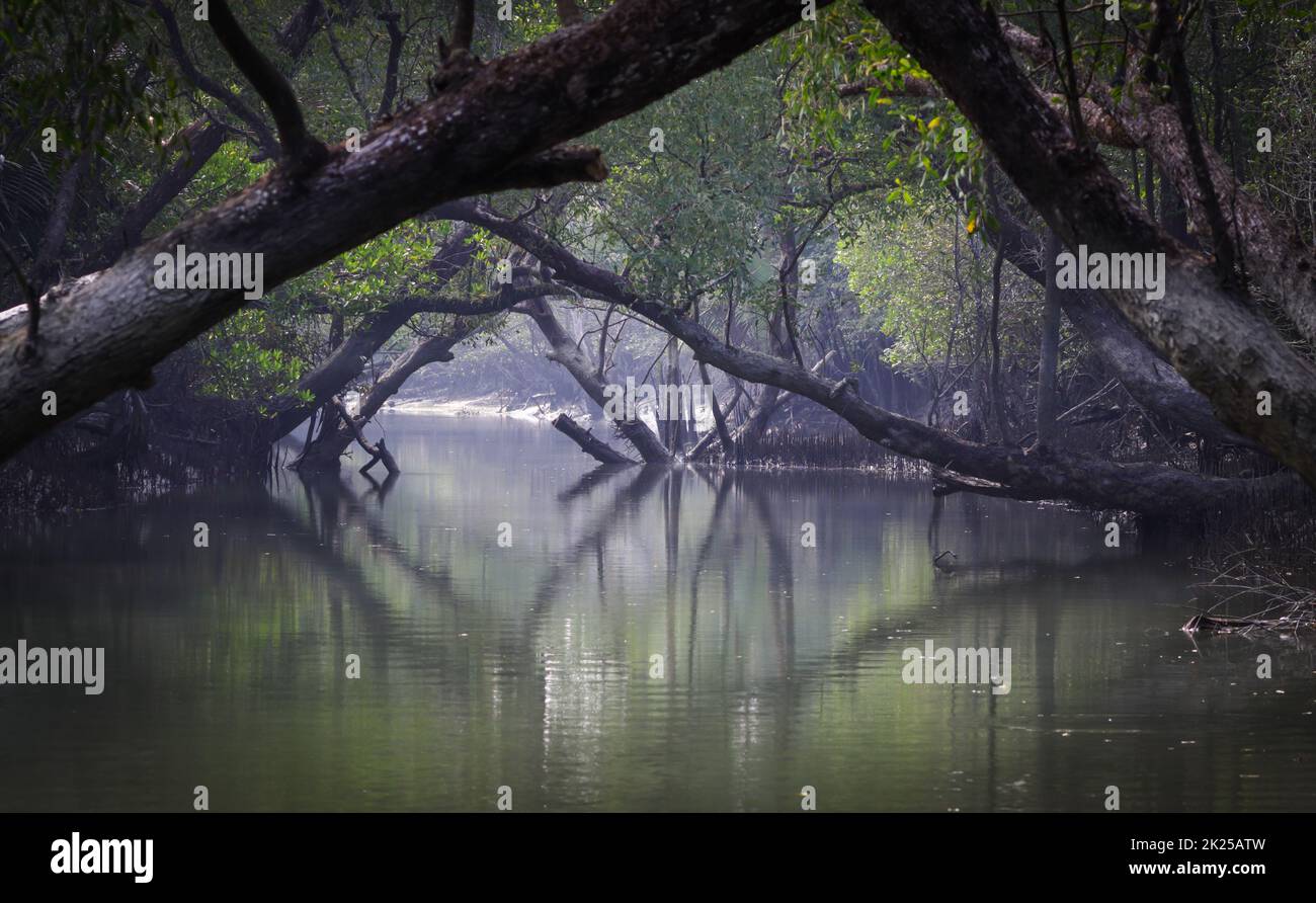 A canal in Sundarbans.Sundarbans is the biggest natural mangrove forest ...
