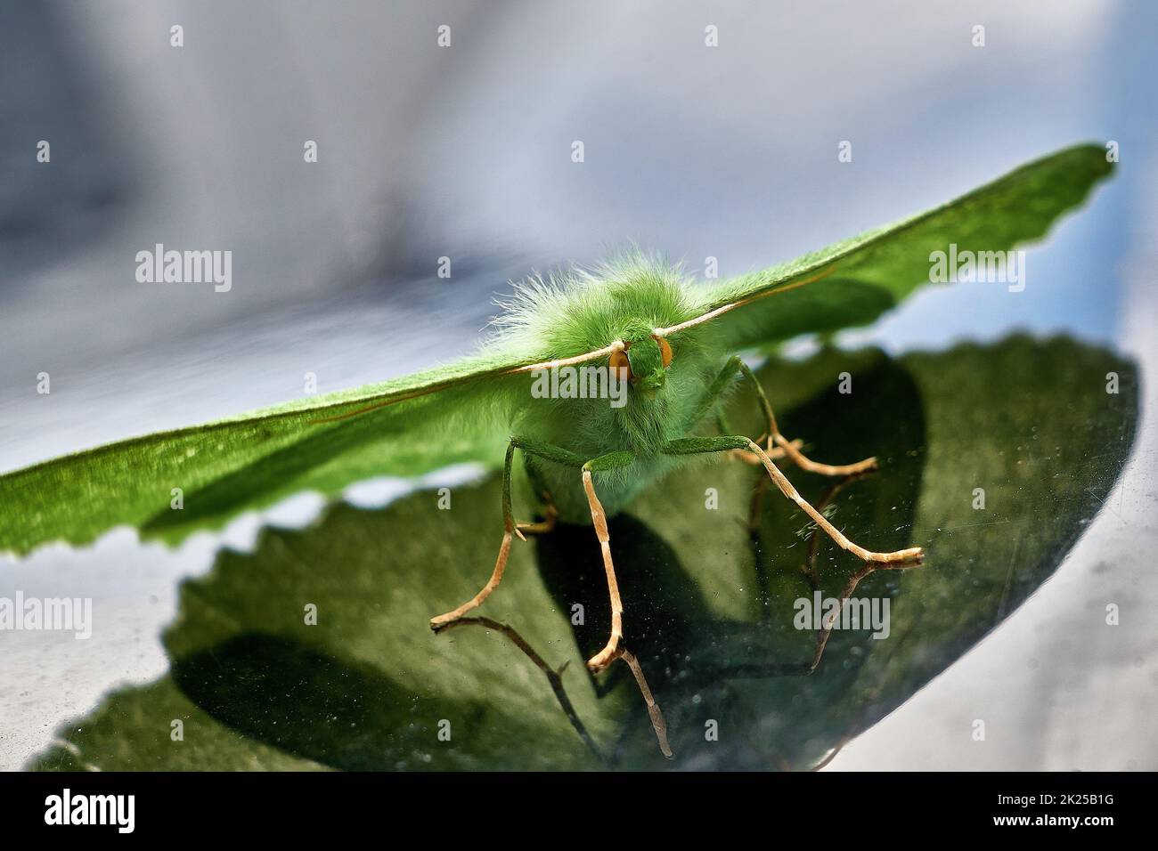 Large emerald moth Stock Photo - Alamy