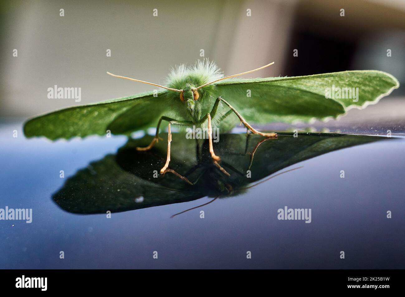 Large emerald moth Stock Photo - Alamy