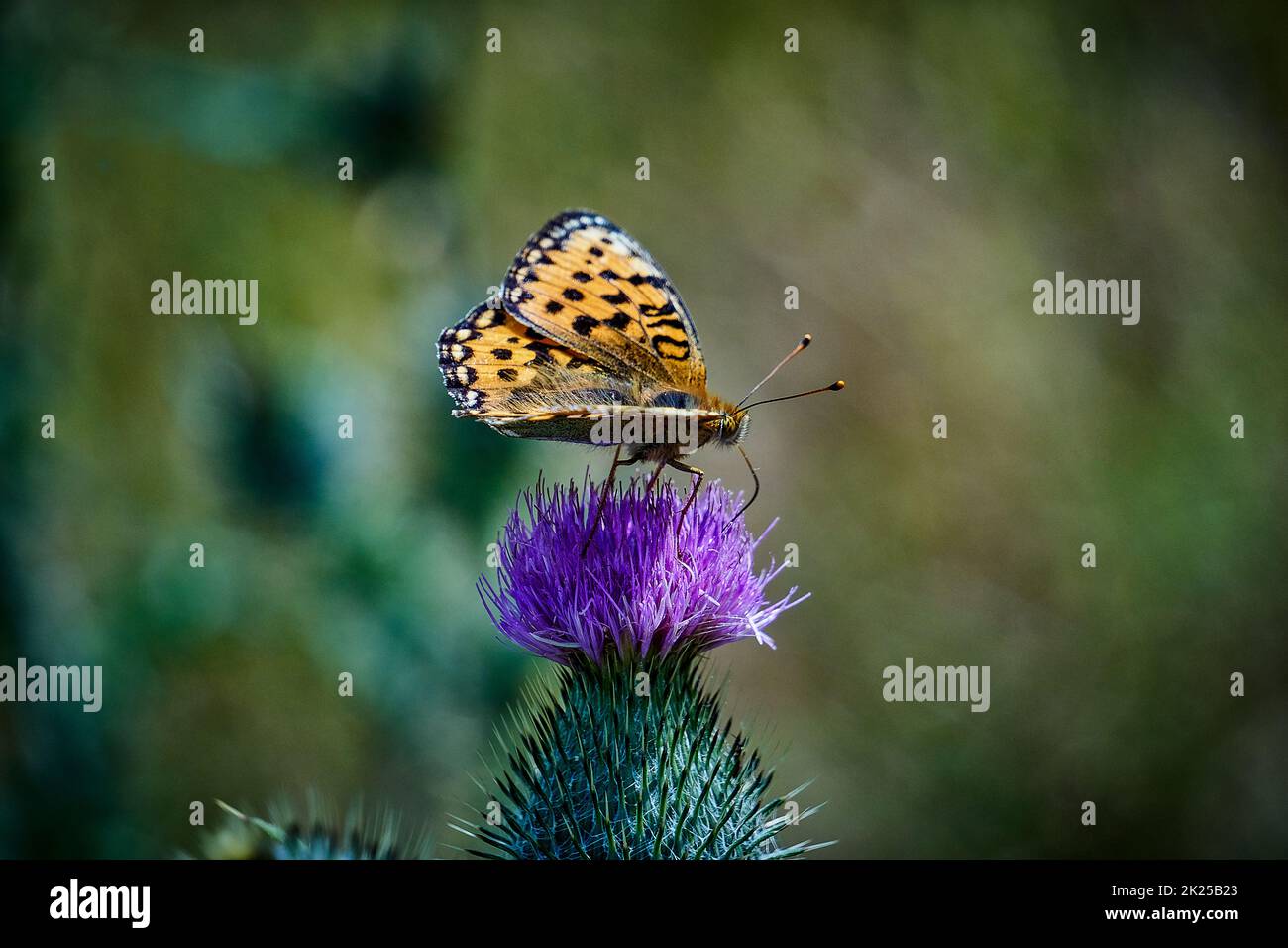 Queen of Spain fritillary butterfly Stock Photo - Alamy