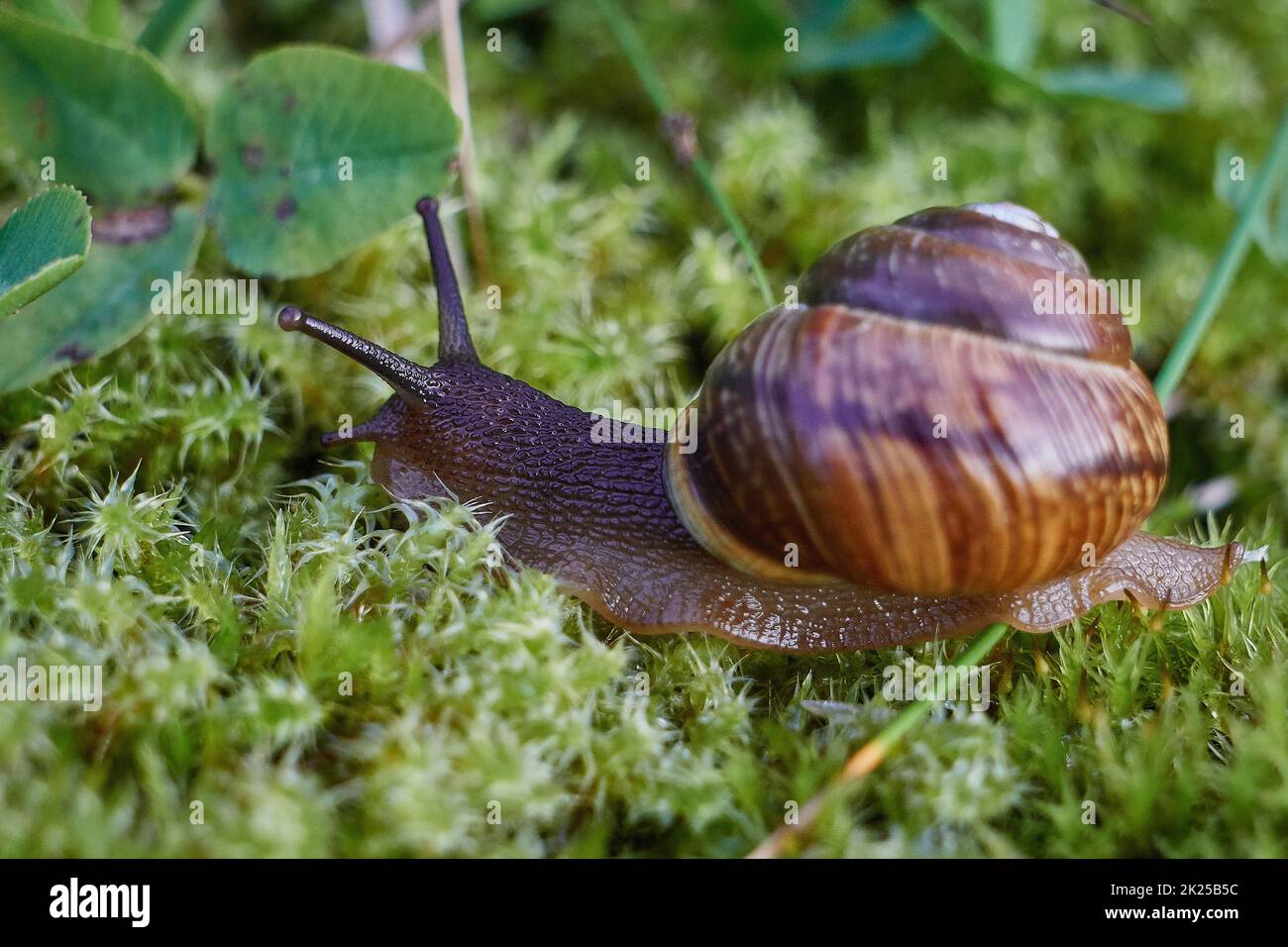 Copse Snail, Arianta arbustorum Stock Photo - Alamy