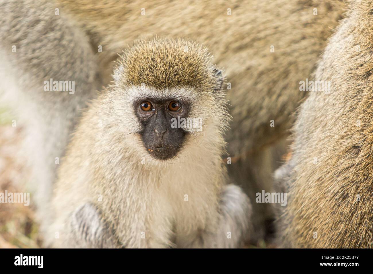 Close-up of a monkey photographed during a touristic safari in the ...