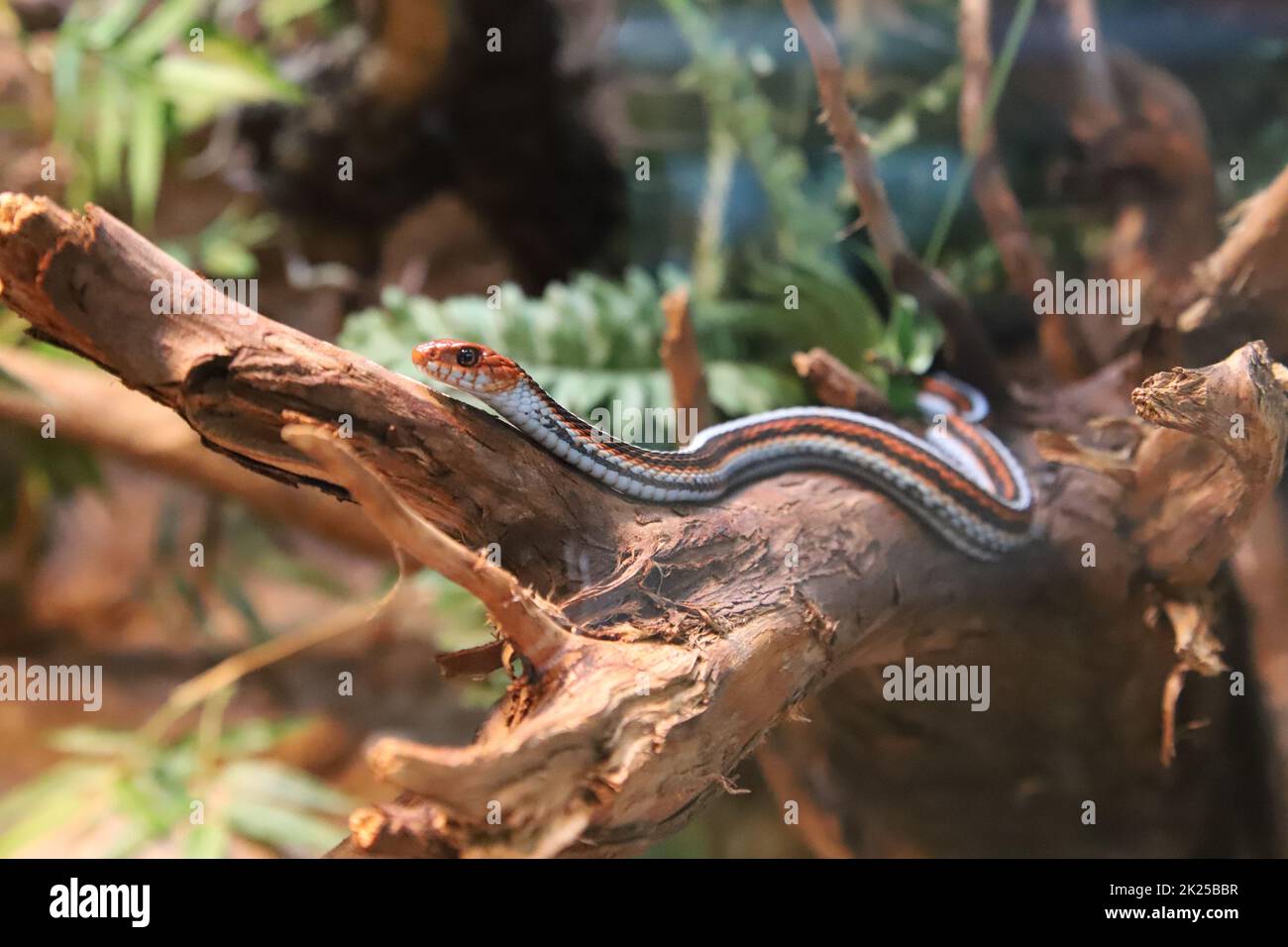 San Francisco garter snake on a branch Stock Photo - Alamy