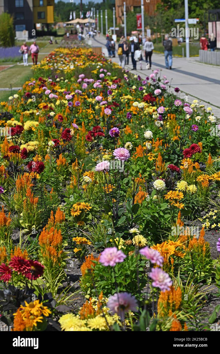 Dahlias and other plants in the fall garden Stock Photo - Alamy