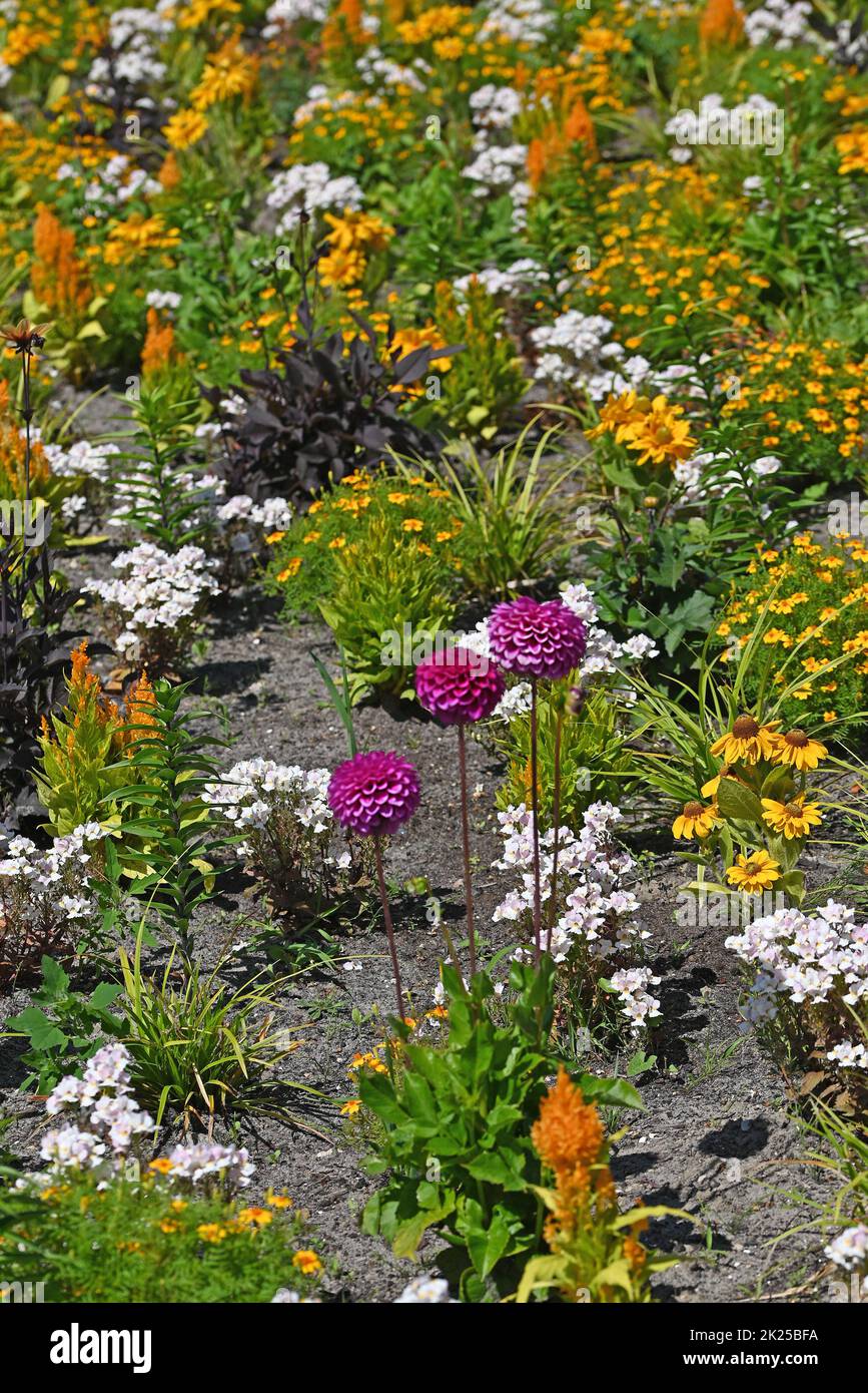 Dahlias and other plants in the fall garden Stock Photo - Alamy