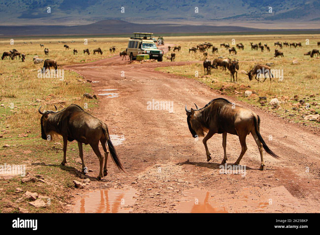 Herd of gnu, or wildebeests, photographed during a touristic safari in ...