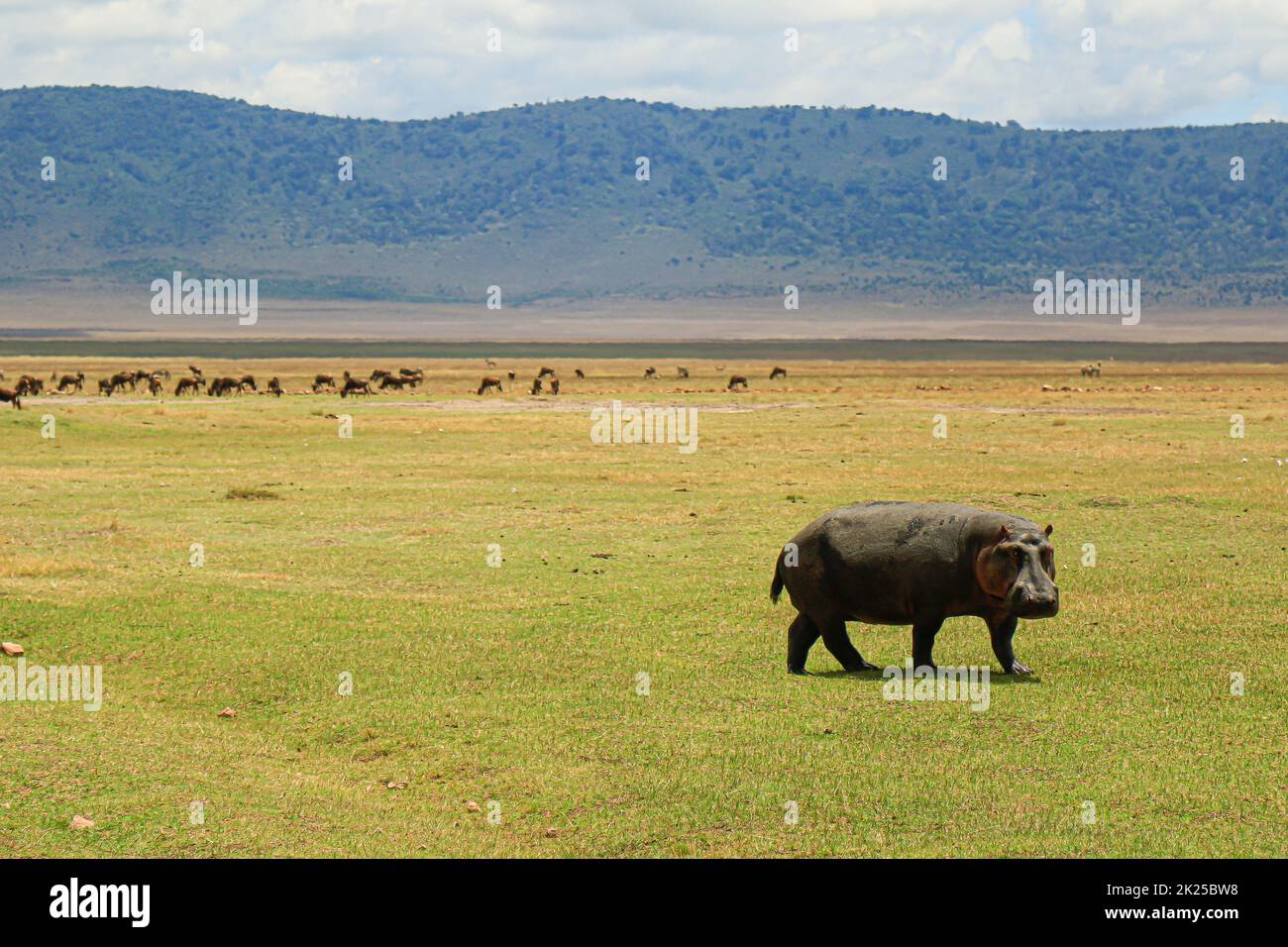 Hippopotamus leaving the water to graze, shot during a touristic safari ...