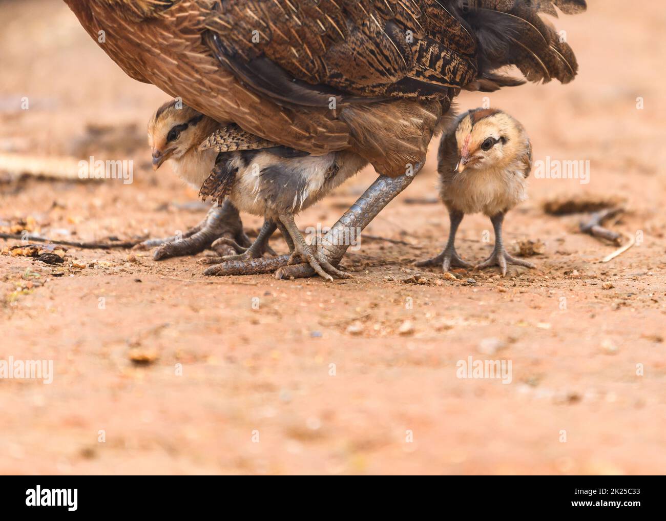 Hen chicks under wing hi-res stock photography and images - Alamy