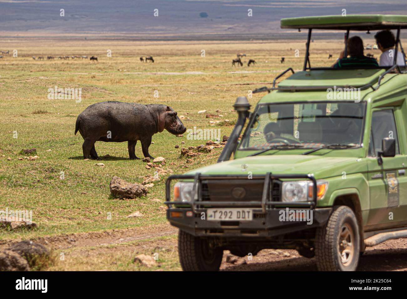 Hippopotamus leaving the water to graze, photographed during a ...