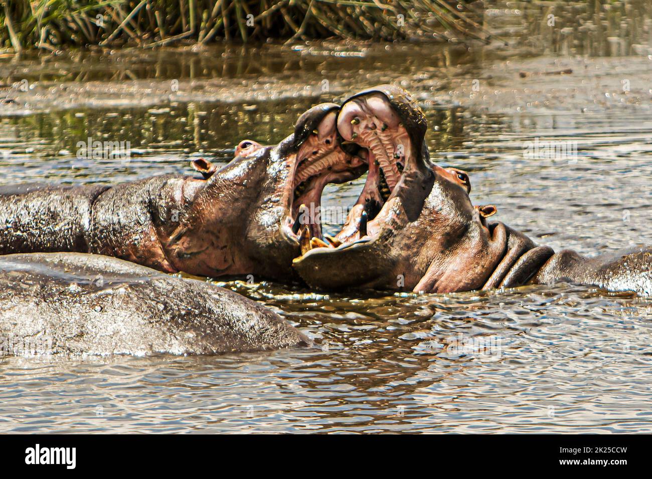 Close-up of two hippopotamuses fighting in the water, photographed ...
