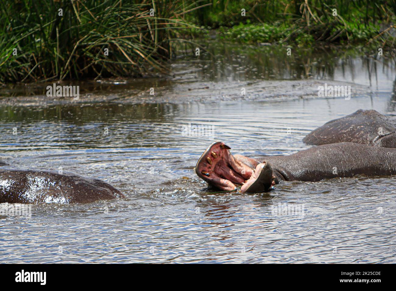 Two hippopotamuses fighting in the water, photographed during a ...