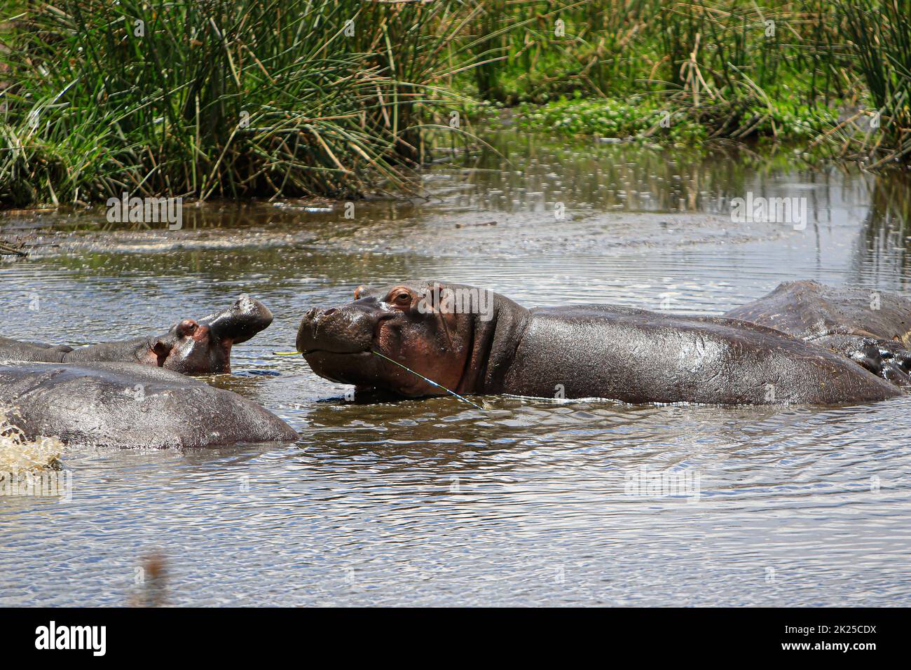 Herd of hippopotamuses in the water, photographed during a touristic ...