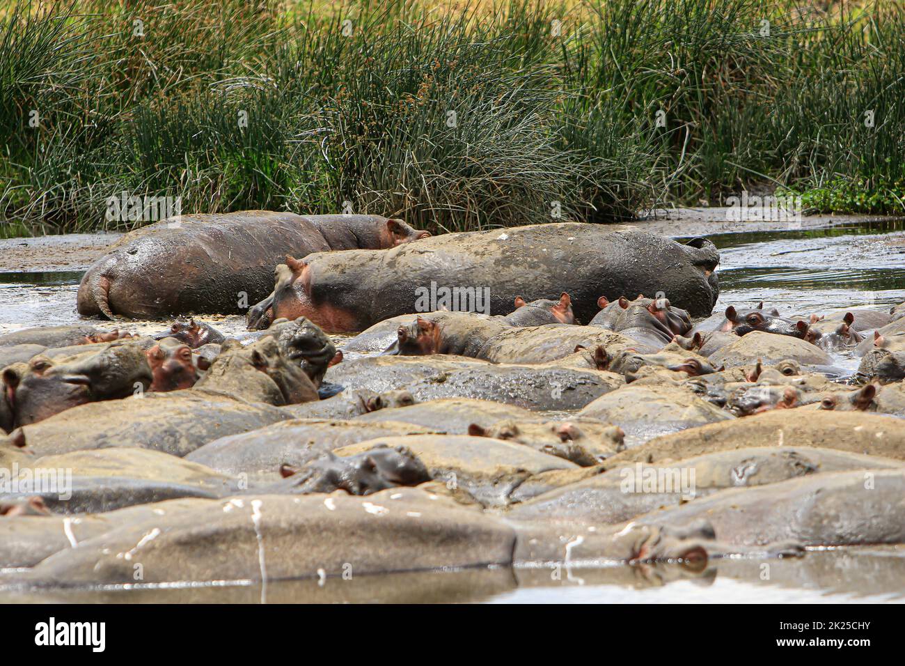 Herd of hippopotamuses in the water, photographed during a touristic ...