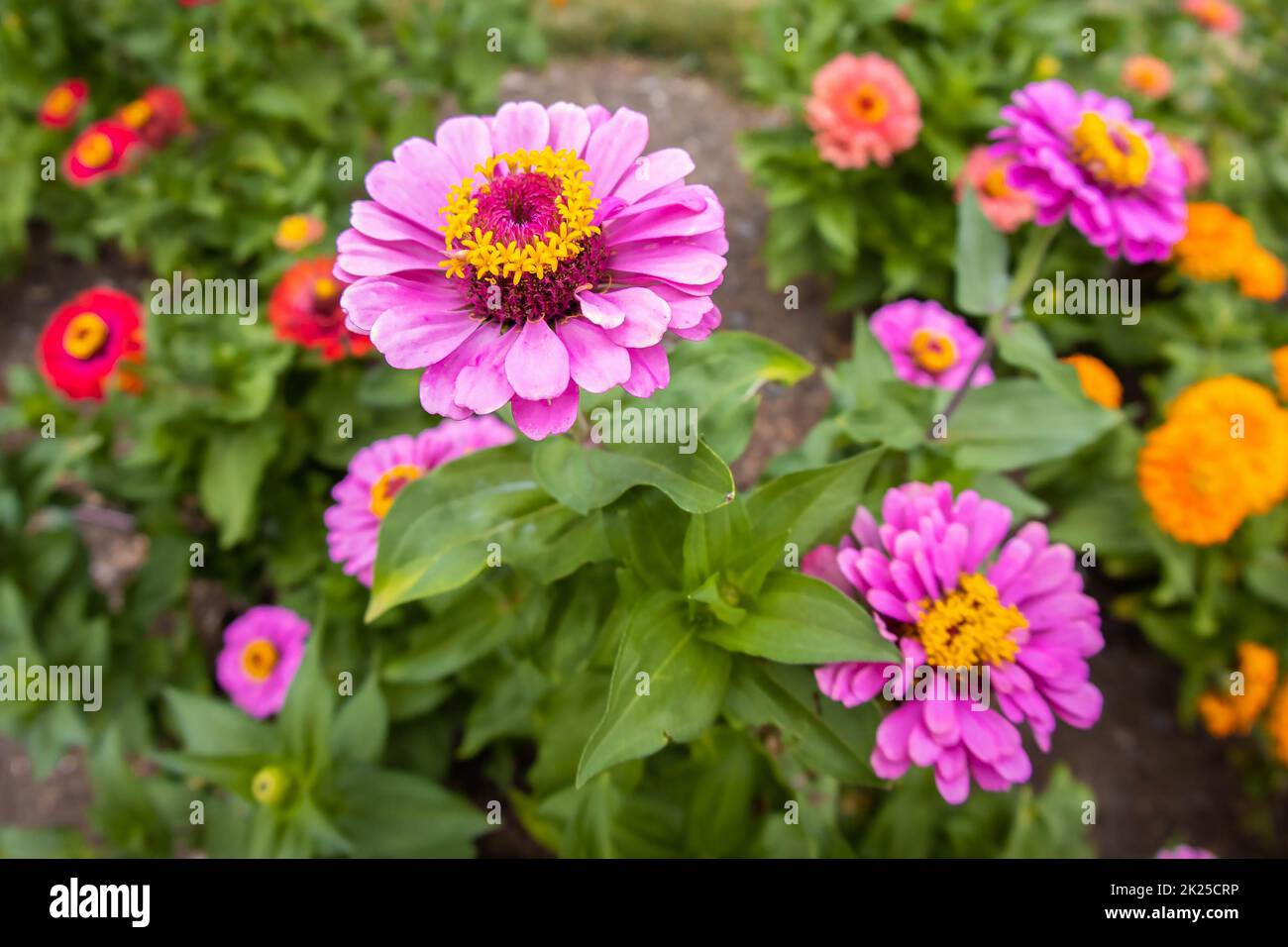 Beautiful garden farm zinnia flowers close up to pick in summer Stock ...