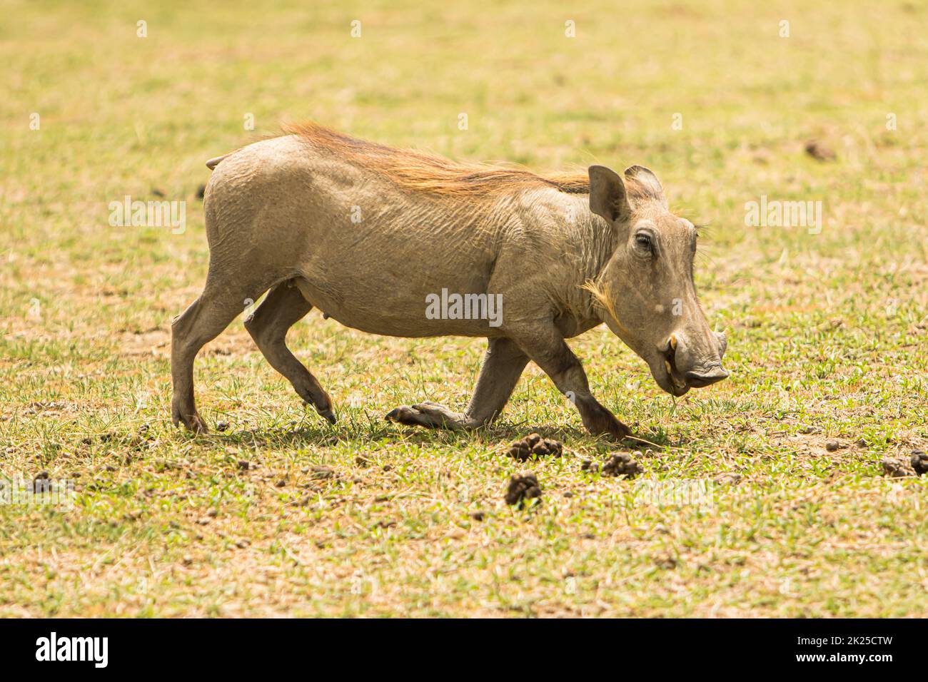 Warthog (Pumba) photographed during a touristic safari in the ...