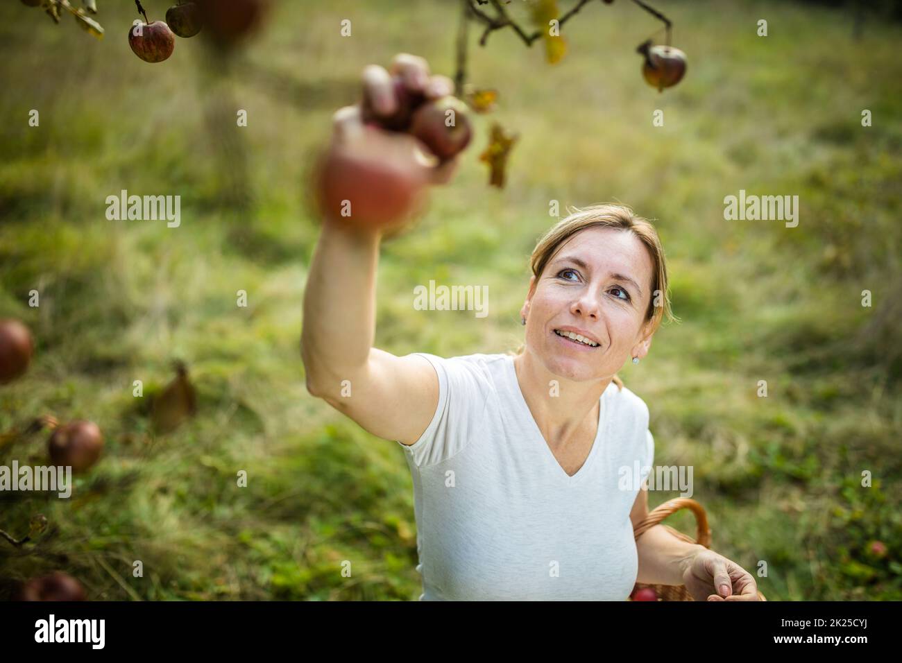 Middle aged woman picking apples in her orchard - soon there will be a ...