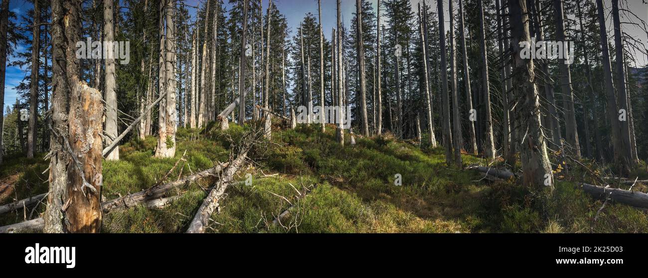 Alpine forest hi-res stock photography and images - Alamy