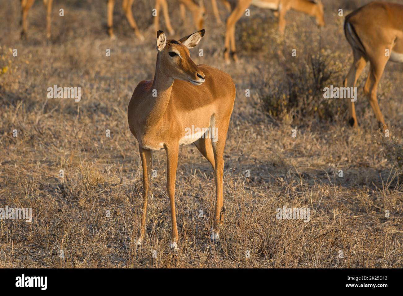 Female impala, Aepyceros melampus, in the Samburu National Reserve in ...