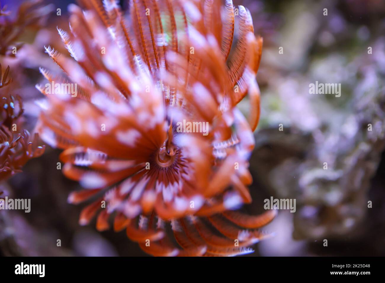 A lime tube worm, tube worm in the aquarium Stock Photo - Alamy