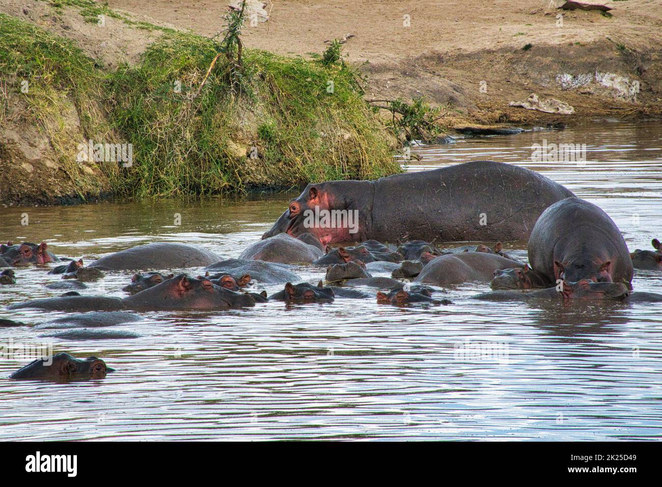 Hippos in the water in Amboseli National Park in Kenya Stock Photo - Alamy