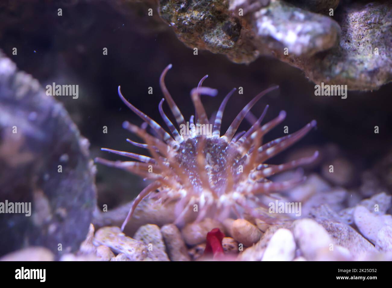 A glass rose in the seawater aquarium. Glass roses belong to the group ...