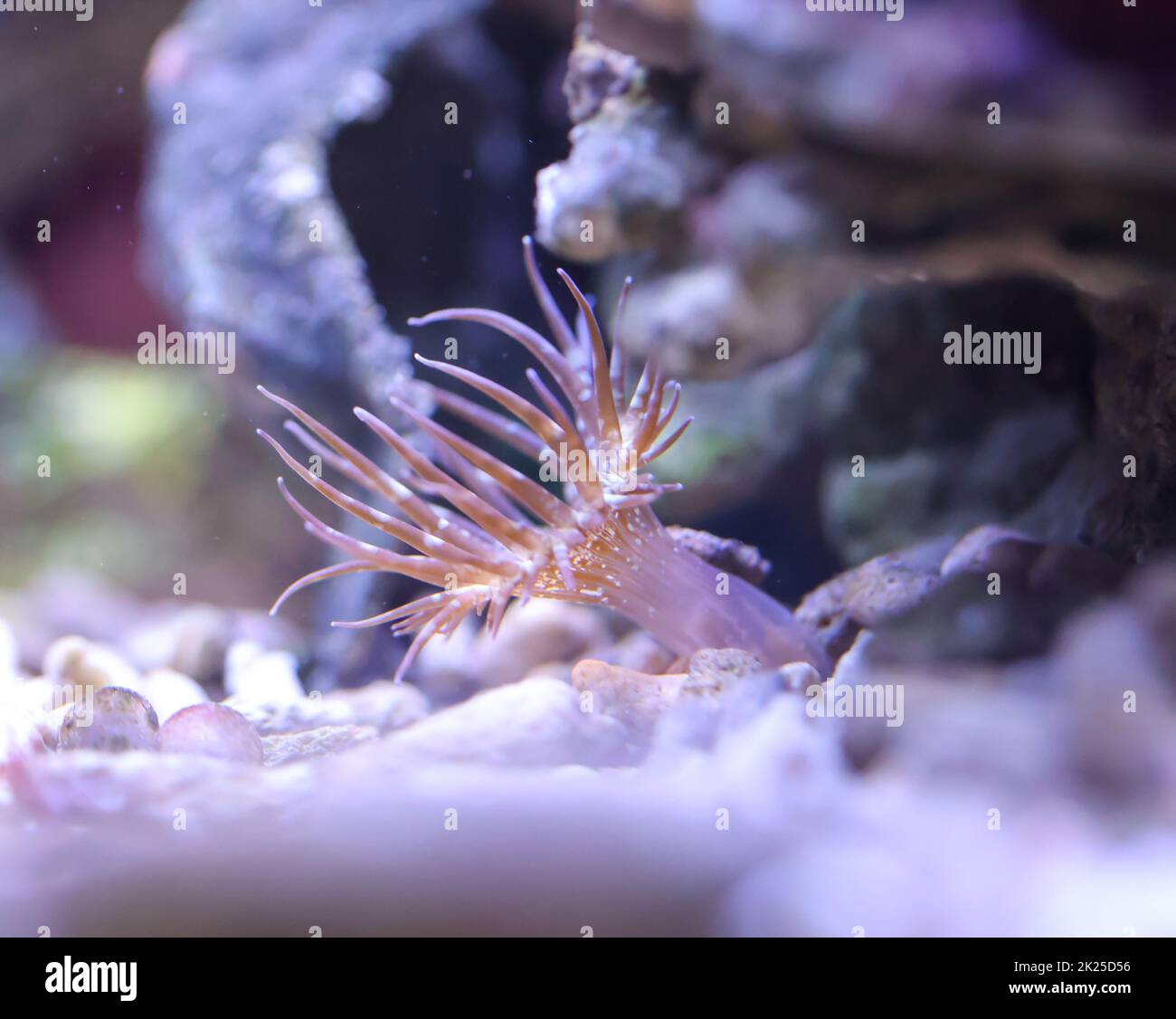 A glass rose in the seawater aquarium. Glass roses belong to the group ...