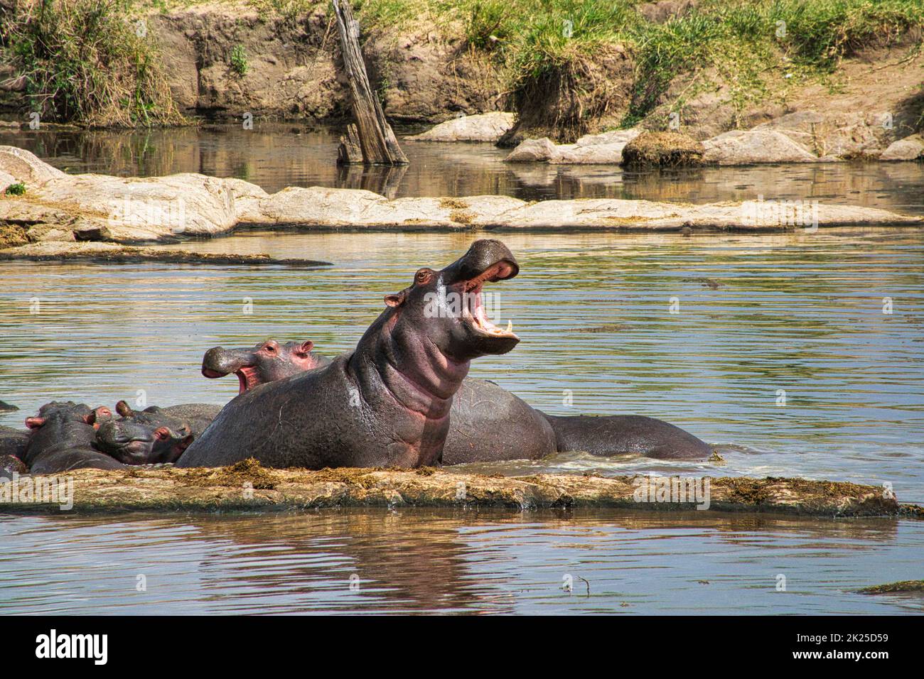 Hippos in the water in Amboseli National Park in Kenya Stock Photo - Alamy