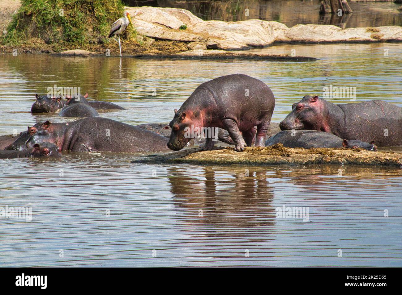 Hippos in the water in Amboseli National Park in Kenya Stock Photo - Alamy