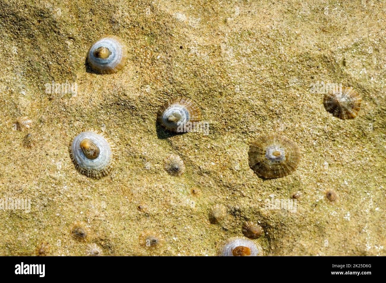 Limpets on a rock in the Mediterranean Sea Stock Photo - Alamy