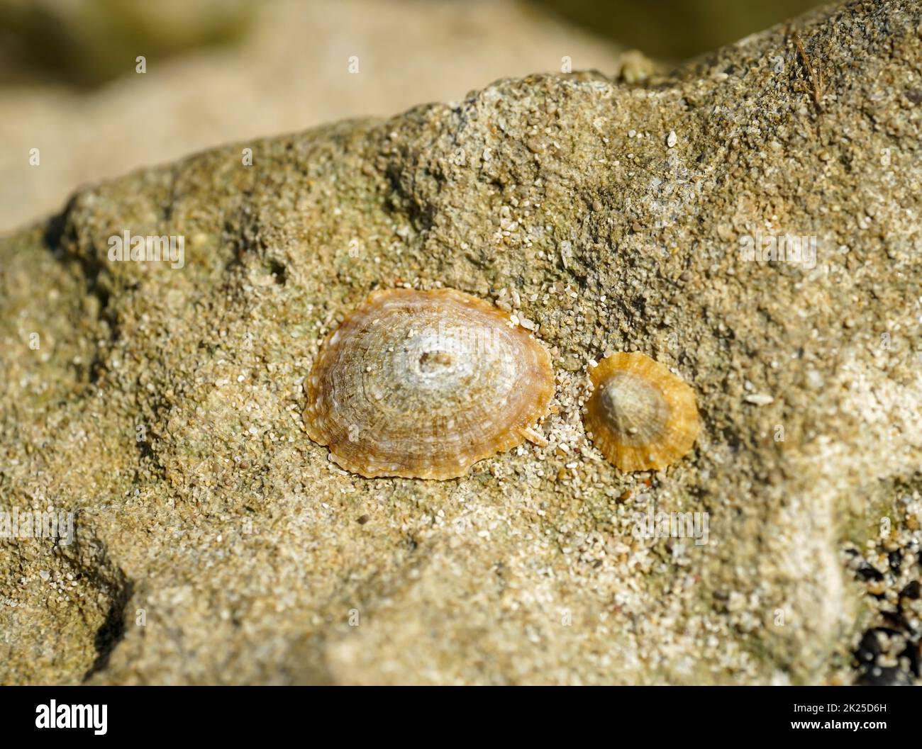 Limpets underwater hi-res stock photography and images - Alamy