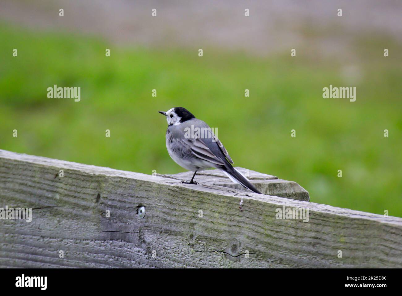 A small wagtail sits on a wooden parapet Stock Photo - Alamy