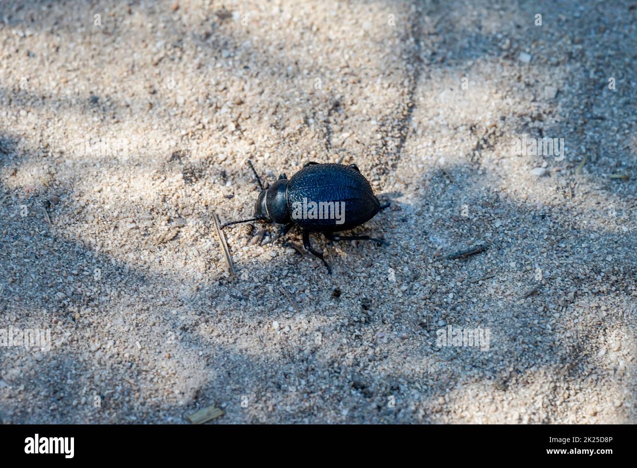 A fat round black beetle in the sand. Close up of a small beetle Stock ...