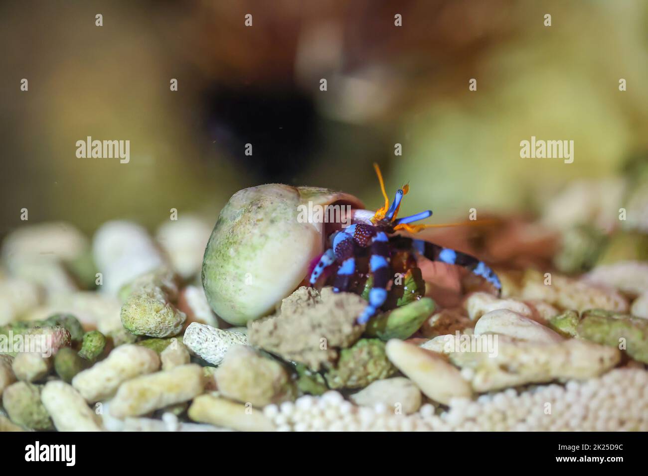 A hermit crab, crab in a snail shell in the marine aquarium Stock Photo ...