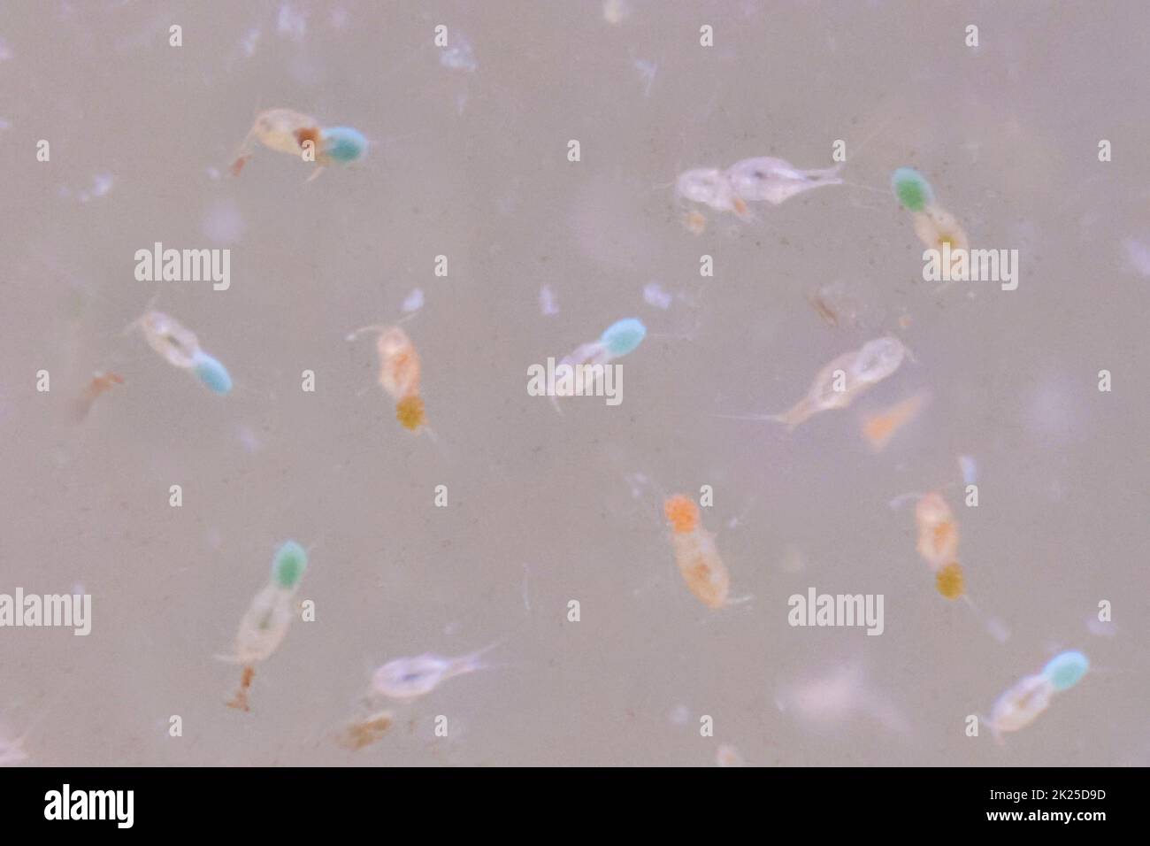 Close-up of plankton, rotifers, microorganisms which serve as fish food ...