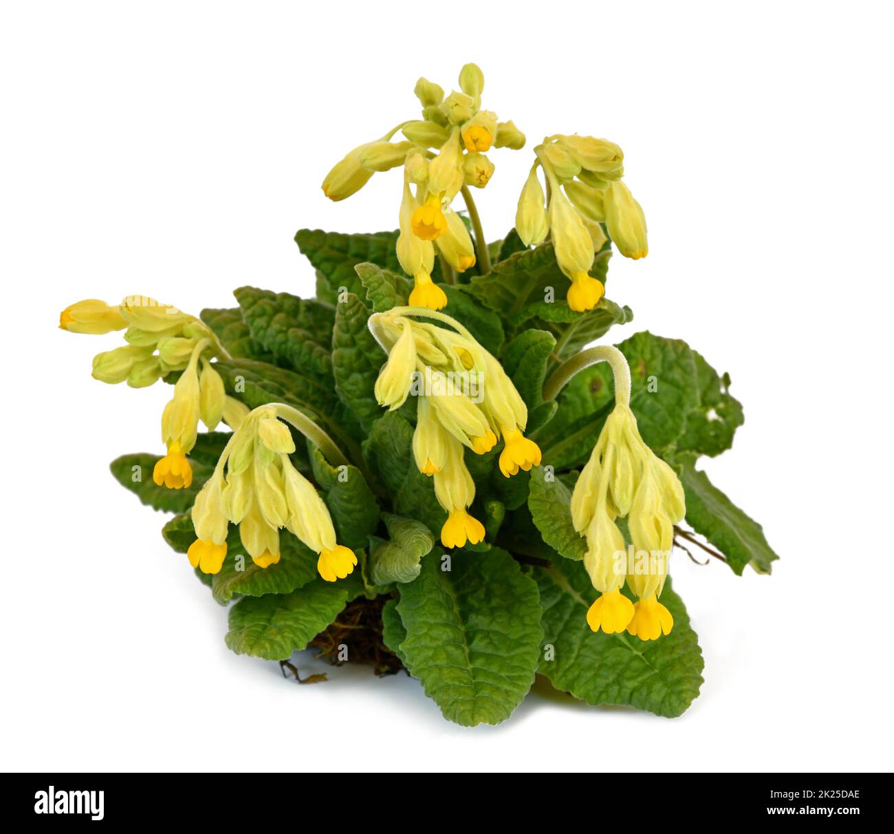 Close up blooming primula Cut Out Stock Images & Pictures - Alamy