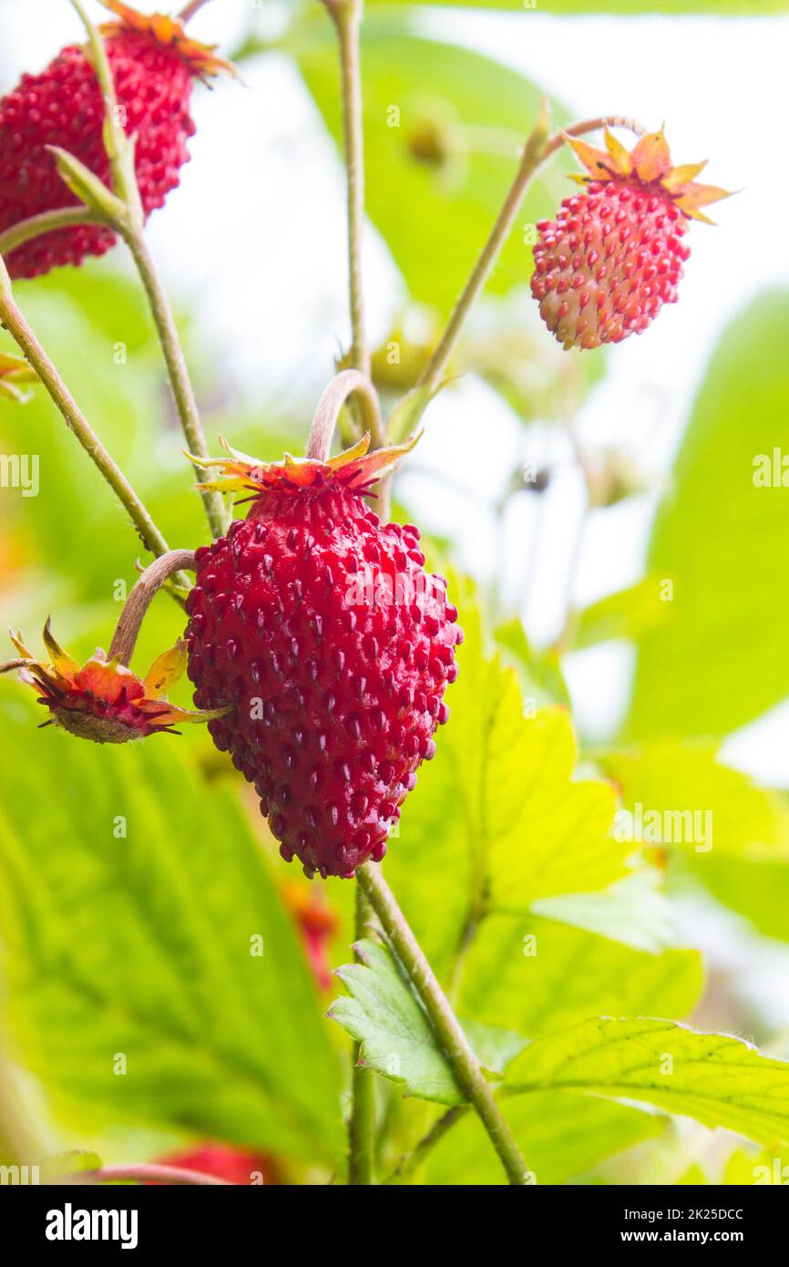 Wild strawberry on the garden Stock Photo - Alamy