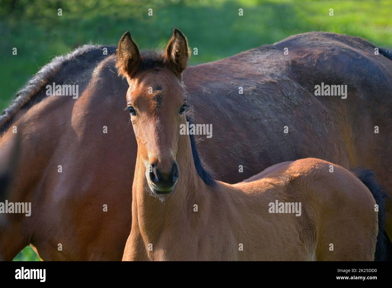 Portrait of a cute bay warmblood filly Stock Photo - Alamy