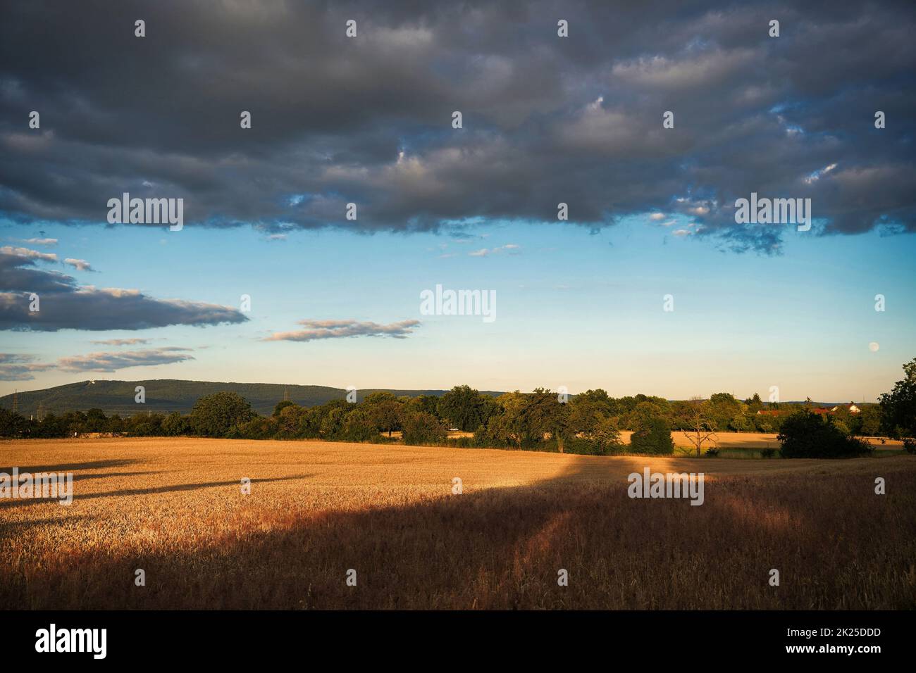 German landscape near Heidelberg with a corn field and trees. Sunshine ...