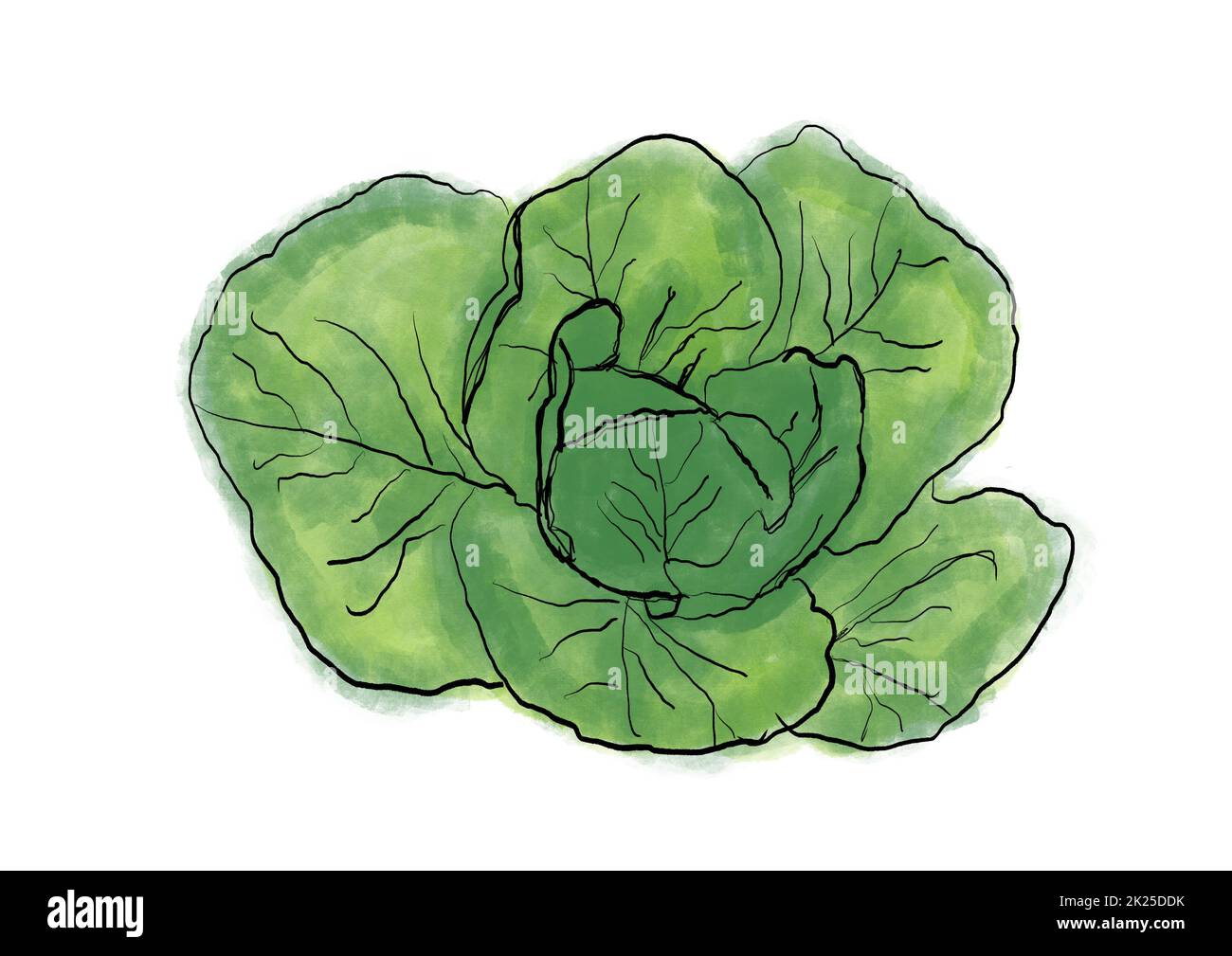 Cabbage drawing hi-res stock photography and images - Alamy