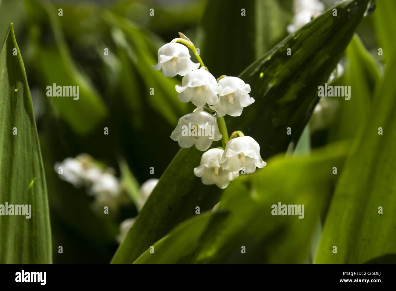 Lily of the valley white background hi-res stock photography and images ...