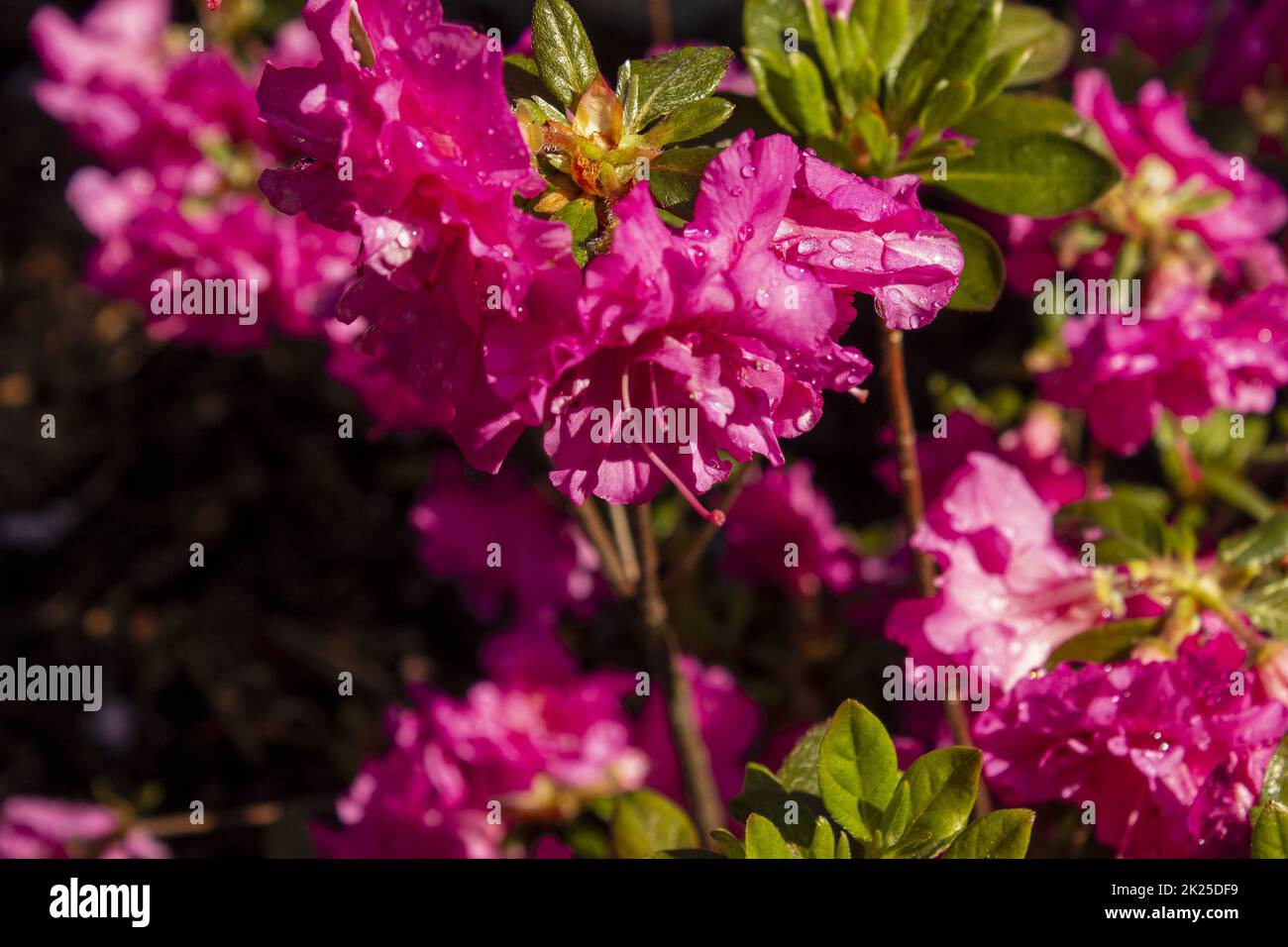 Pink azalea japonica on hi-res stock photography and images - Alamy
