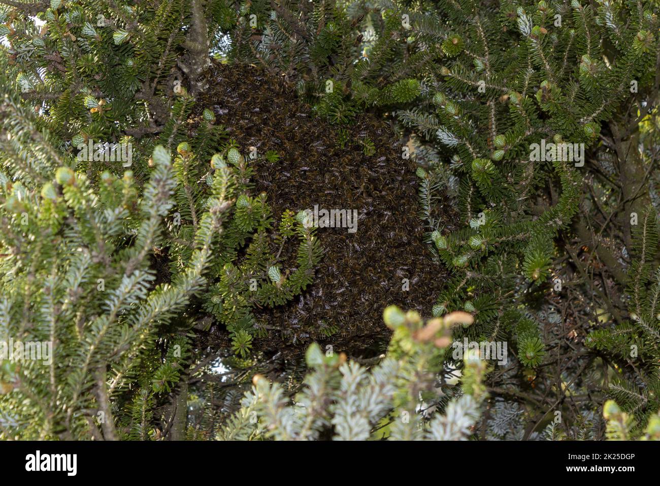 Bee hive tree hi-res stock photography and images - Alamy