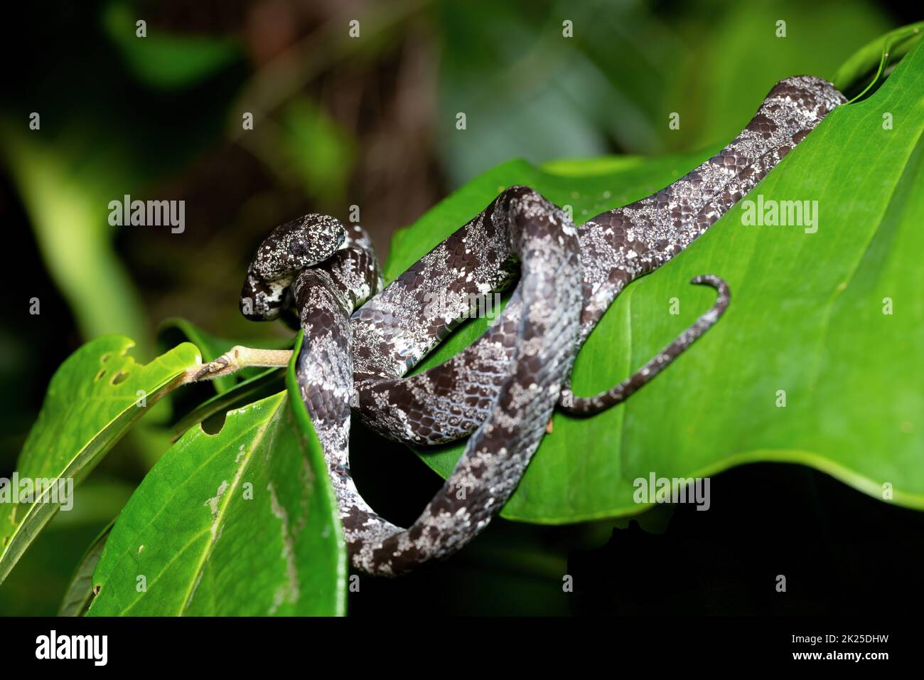 Clouded snake (Sibon nebulatus), Tortuguero, Costa Rica wildlife Stock ...