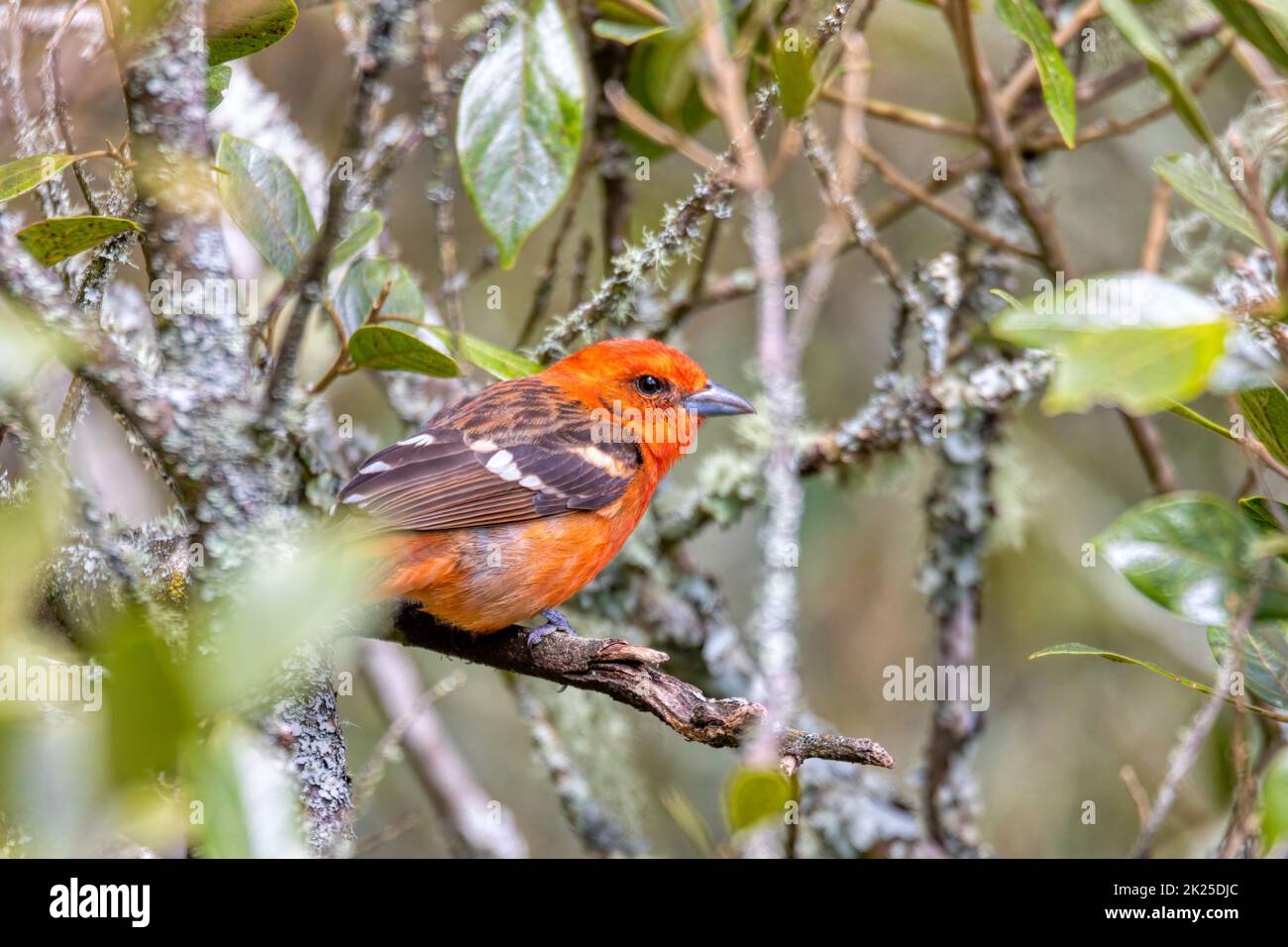 Flame-colored tanager male (Piranga bidentata) San Gerardo de Dota ...