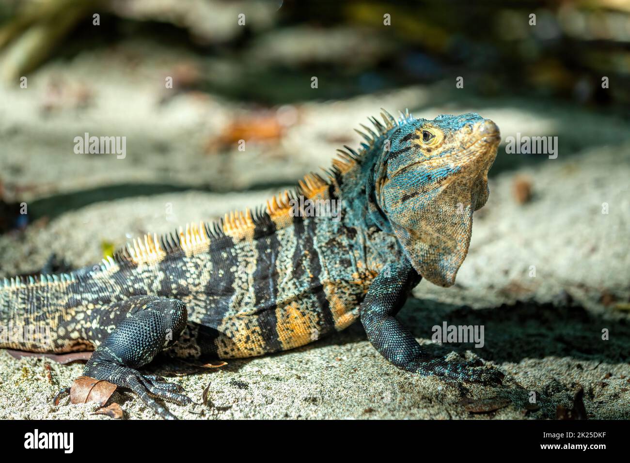 Spiny tailed lizard animal head hi-res stock photography and images - Alamy